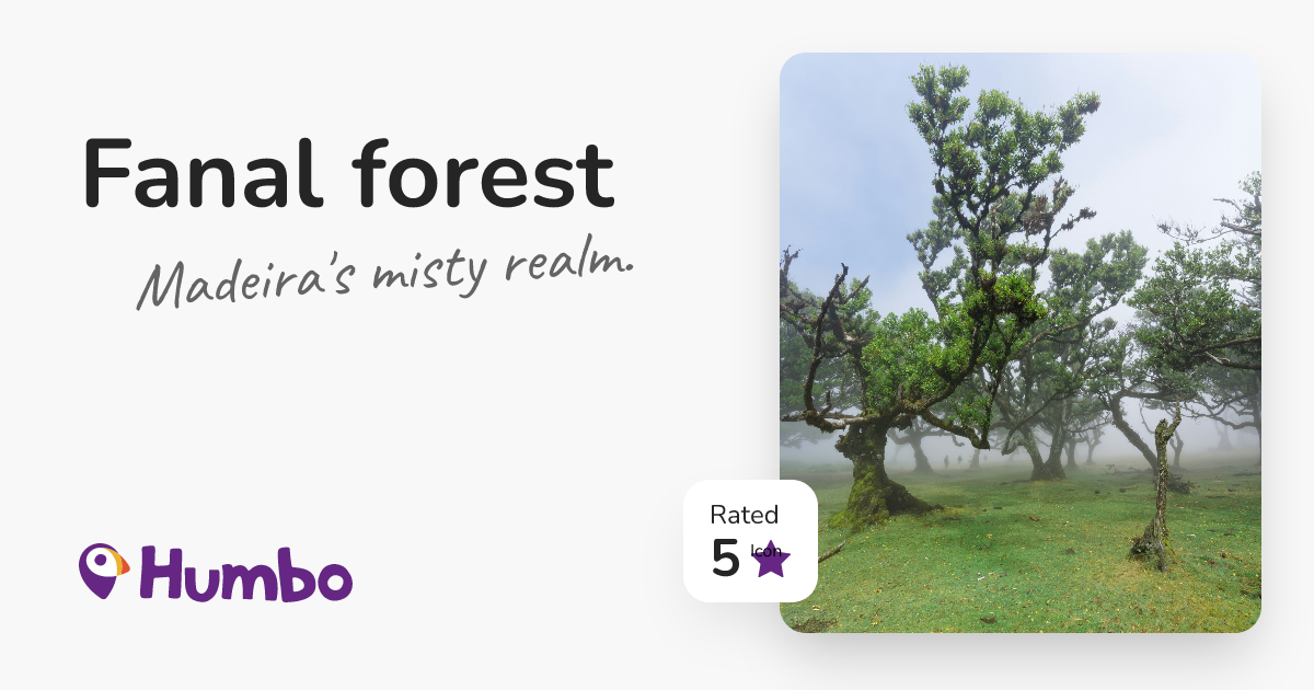 Fanal forest - Madeira's misty realm.