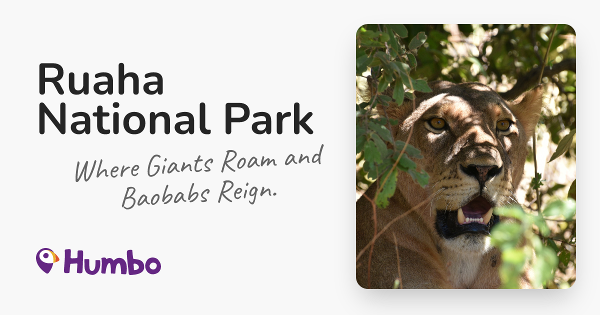 Ruaha National Park - Where Giants Roam and Baobabs Reign.