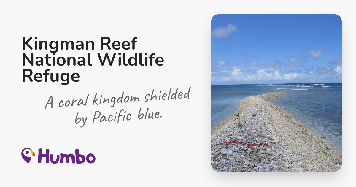 Kingman Reef National Wildlife Refuge - A coral kingdom shielded by ...