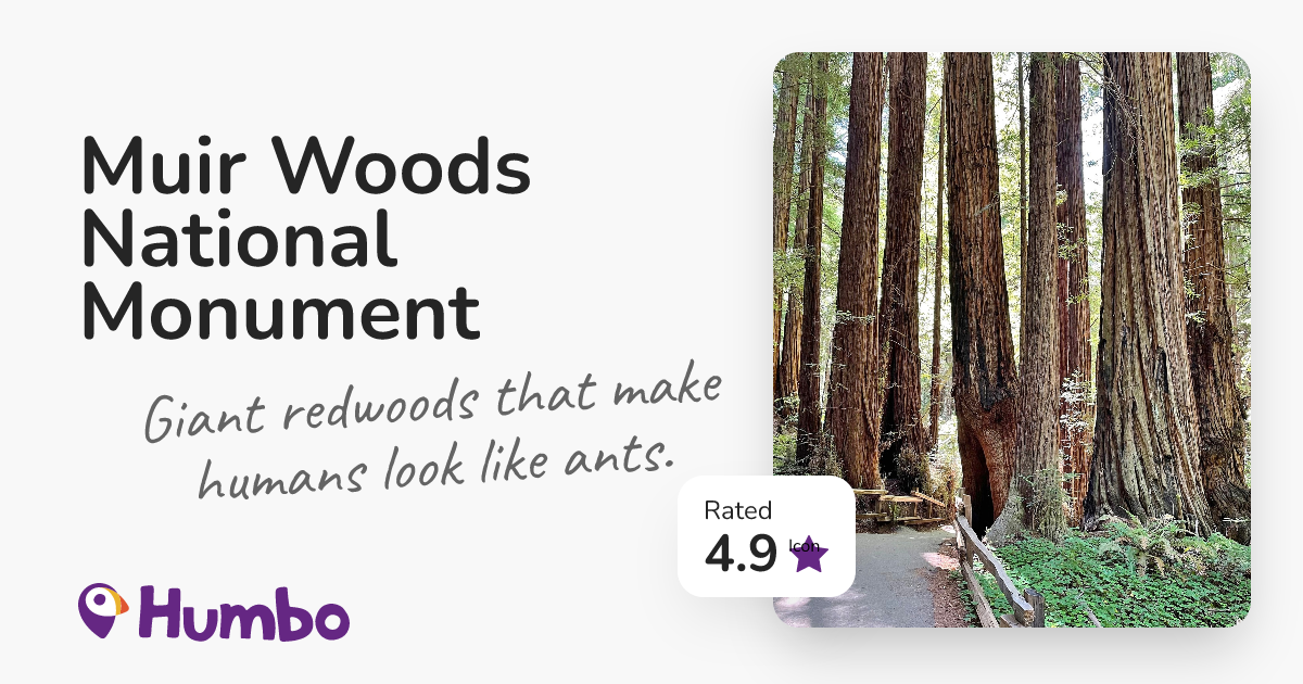 Muir Woods National Monument - Giant redwoods that make humans look ...